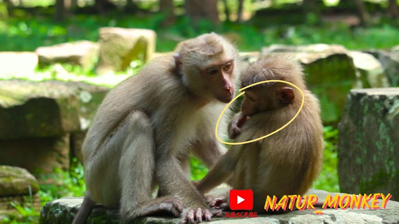 Monkey Communication and Leadership - YouTube