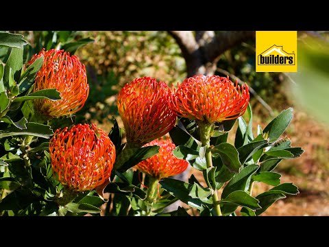 How To Care For Protea Plant