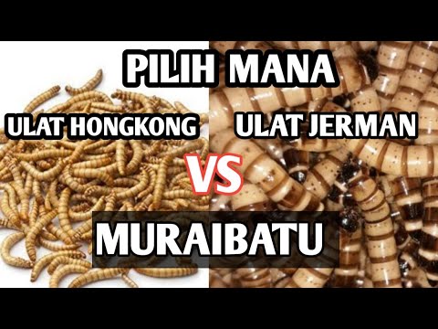 BAGUS MANA ULAT JERMAN ATAU ULAT HONGKONG - YouTube