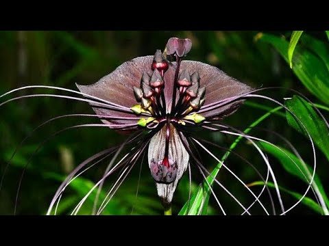Yarasa çiçeği-çiçek videosu-çiçek videoları-vs-video santrali