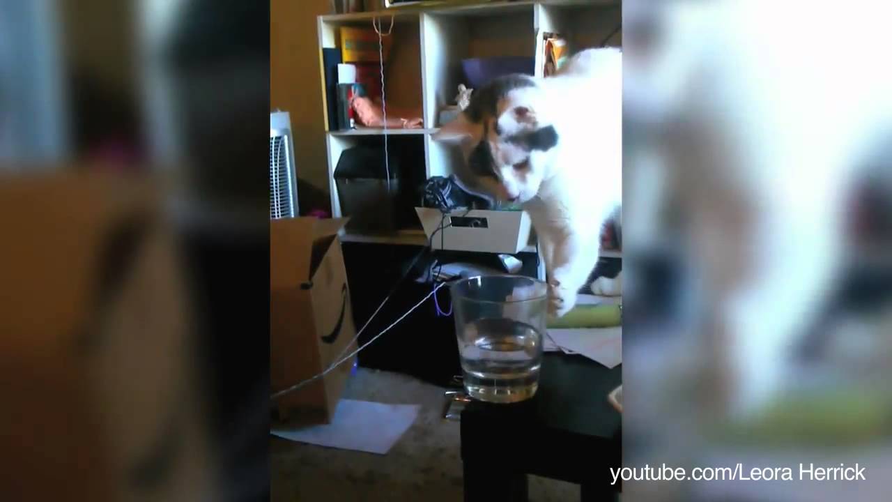cats knocking sh*t over - YouTube