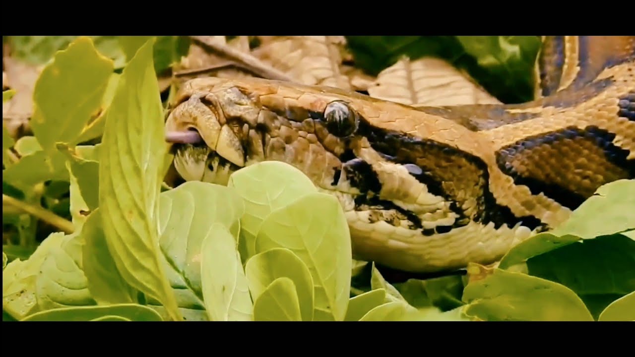 Python Snake/Pythonidae/python attack little deer🐍 - YouTube