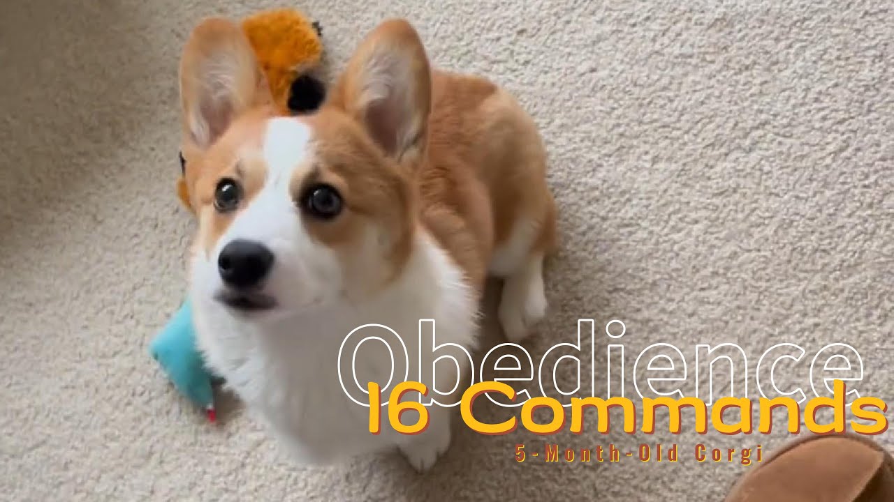 The 16 Commands that a 5-Month-Old Corgi Understands 📑｜Bilingual Dog ...