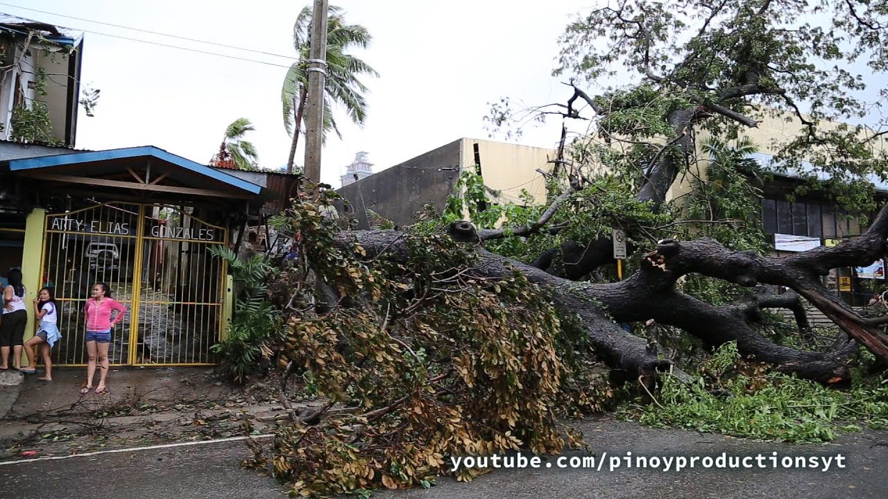 Typhoon Yolanda (Haiyan) 2013: Fallen Trees #PrayForThePhilippines ...