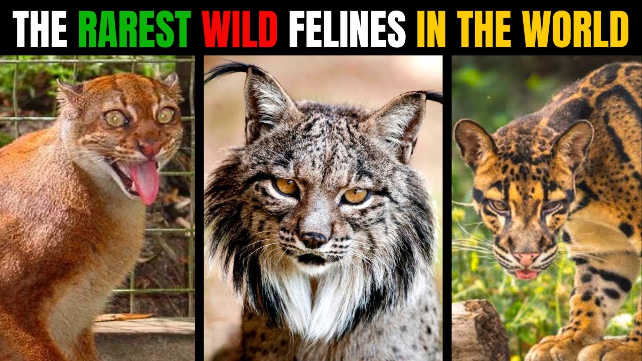 10 RAREST WILD CATS IN THE WORLD - YouTube