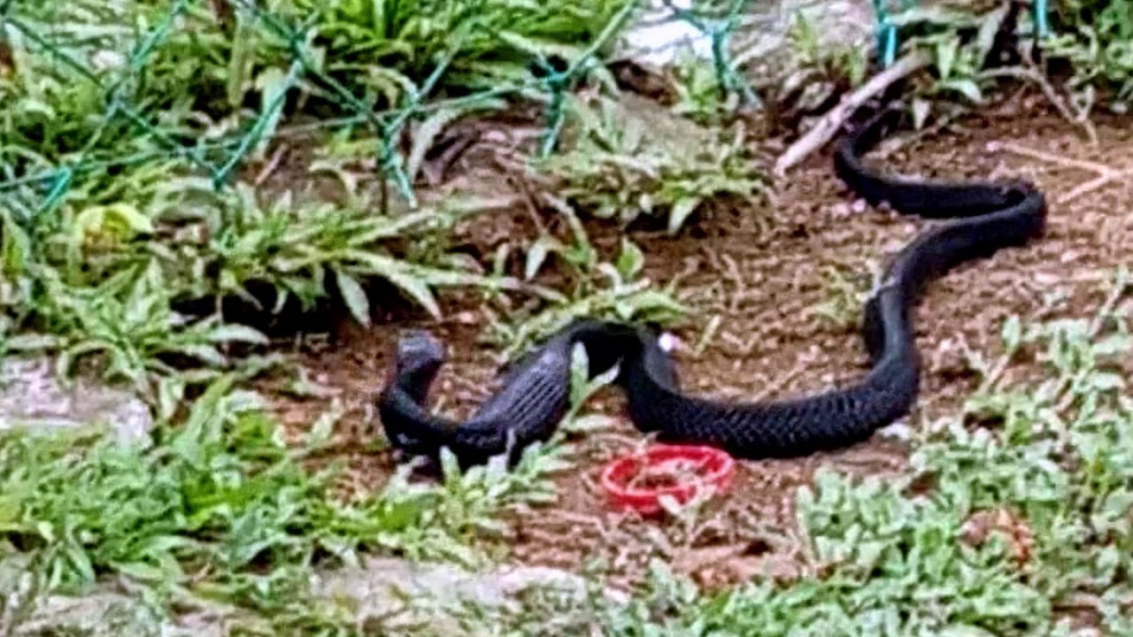 Tedung Hitam Menelan Tikus Di Belakang Wad Lelaki 2, Hospital Sentosa ...