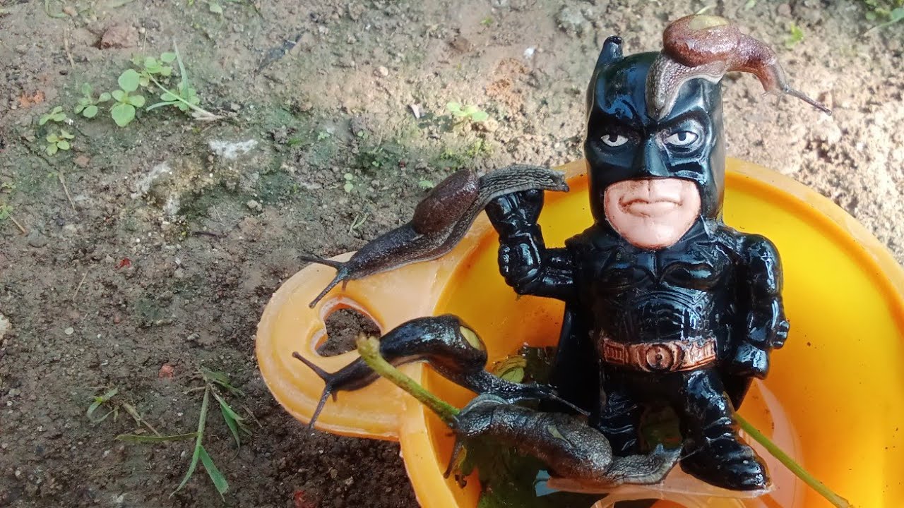 Batman hunting found animals, black ant, snail, golden batman, cute ...