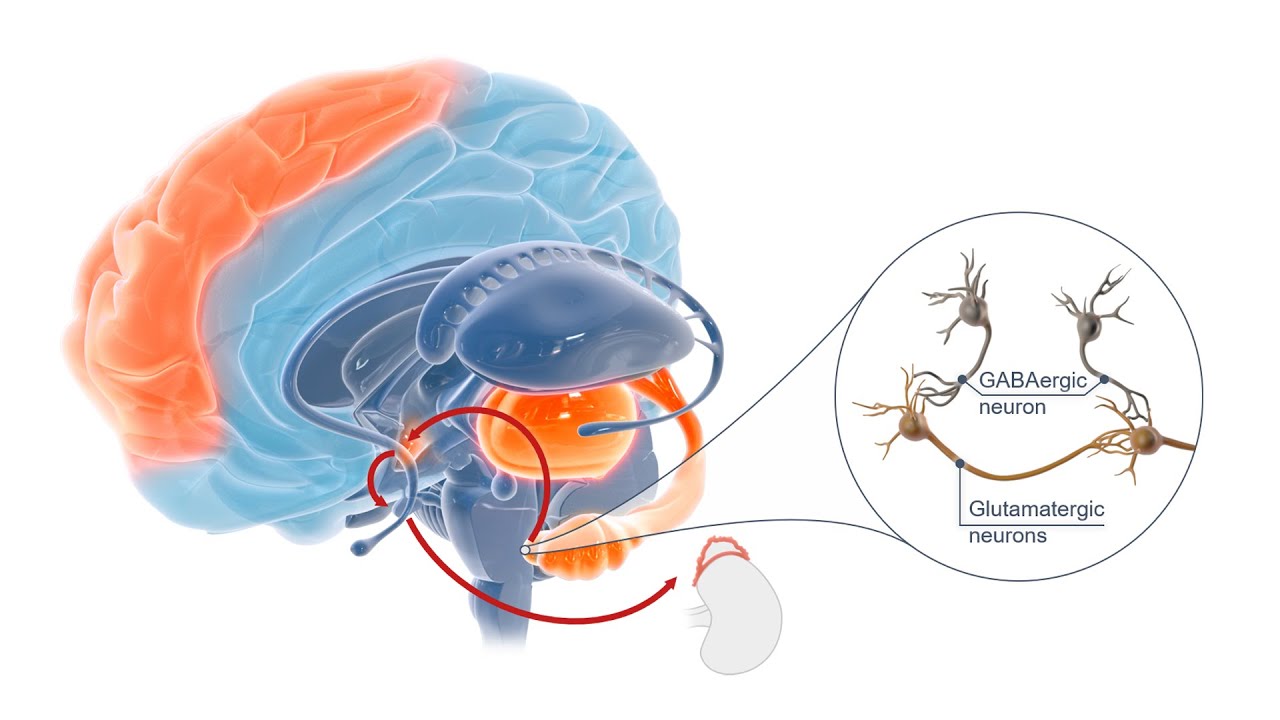 Stress response physiology - YouTube