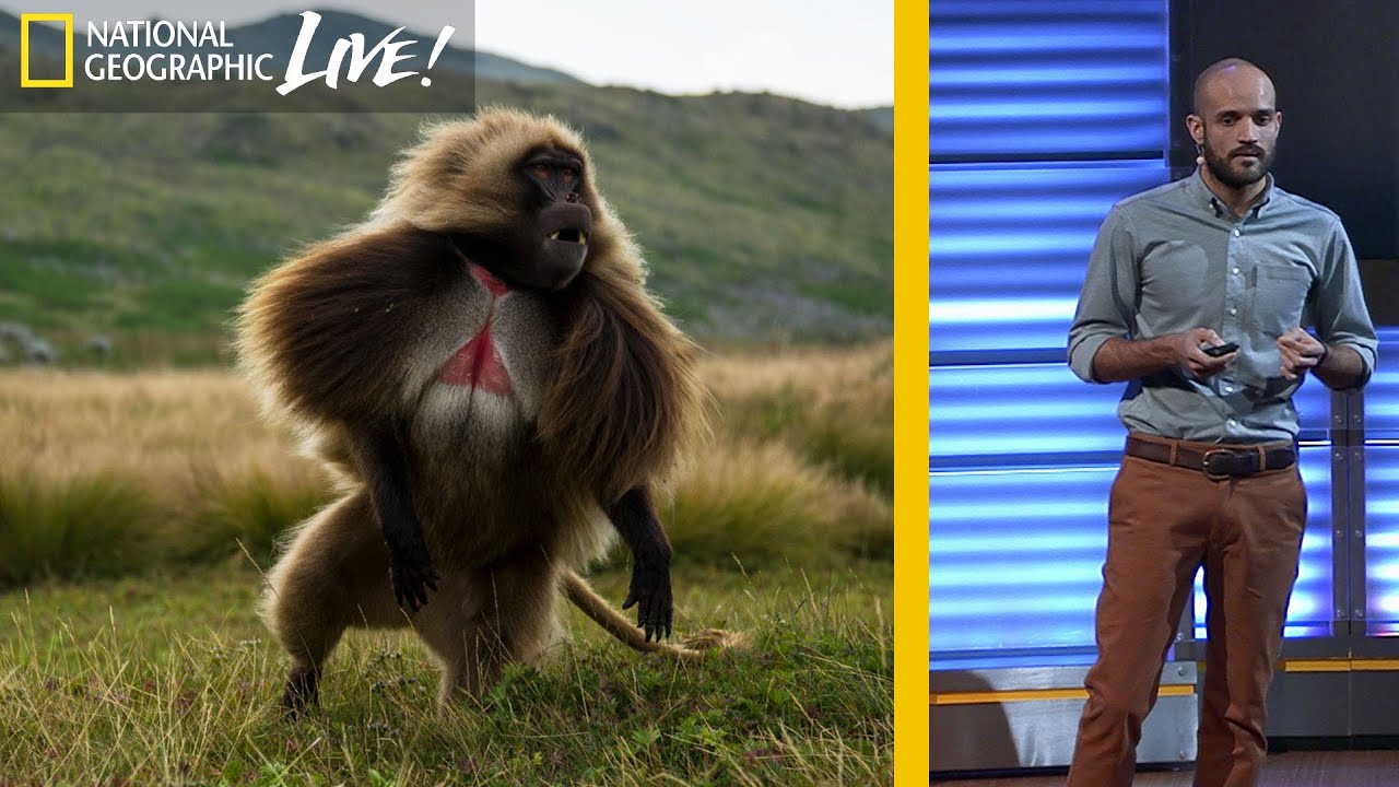 The Fascinating Lives of Bleeding Heart Monkeys (Part 2) | Nat Geo Live ...