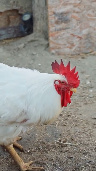 The Story of Mike The Headless Chicken 🐔 - YouTube