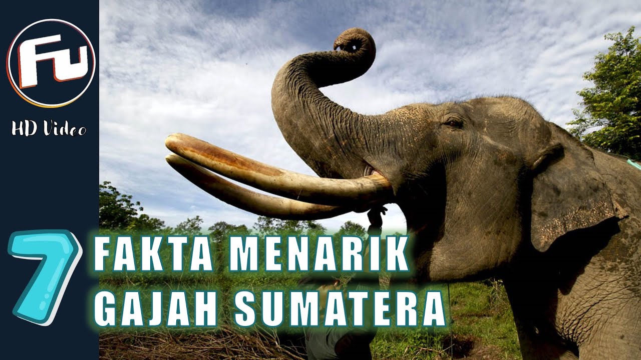 Gajah - Gajah Terbesar di Dunia - Fakta Gajah | 7 Fakta Menarik Gajah ...