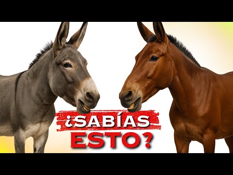 ¡El Misterio Genético explicado en 10MINUTOS! | Burro Vs Mula