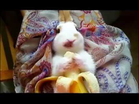 Adorable Bunny Rabbit Eating A Banana - YouTube