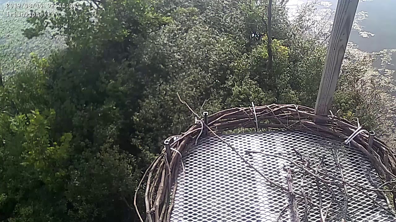 Irish Osprey Live Stream - YouTube