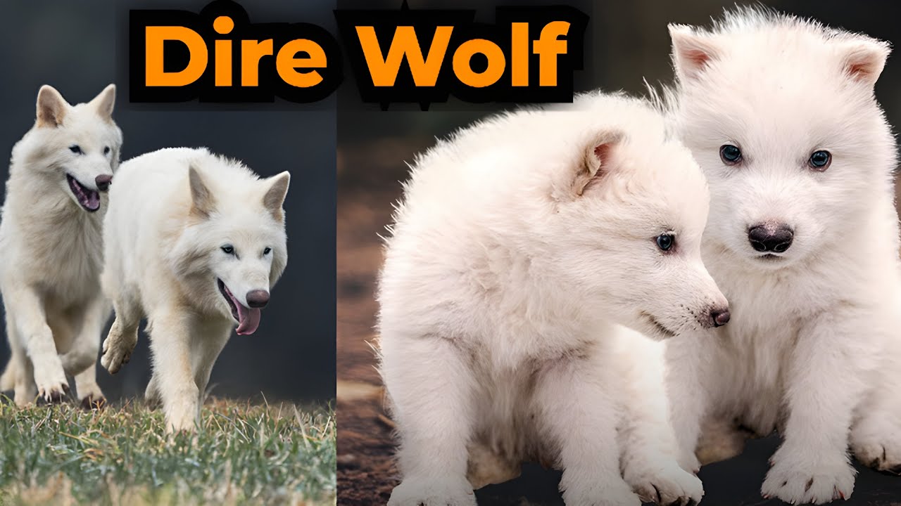 🐺 Dire Wolf Brought Back From Extinction After 13000 Years 🐾🌍 - YouTube