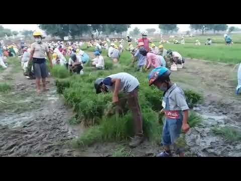 Radhasoami Dayalbagh Service (Khet ki Seva) - YouTube