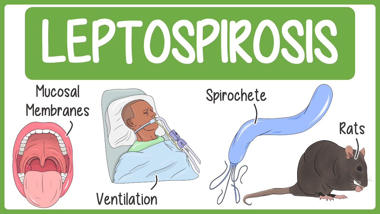 Leptospirosis in 3 minutes - YouTube