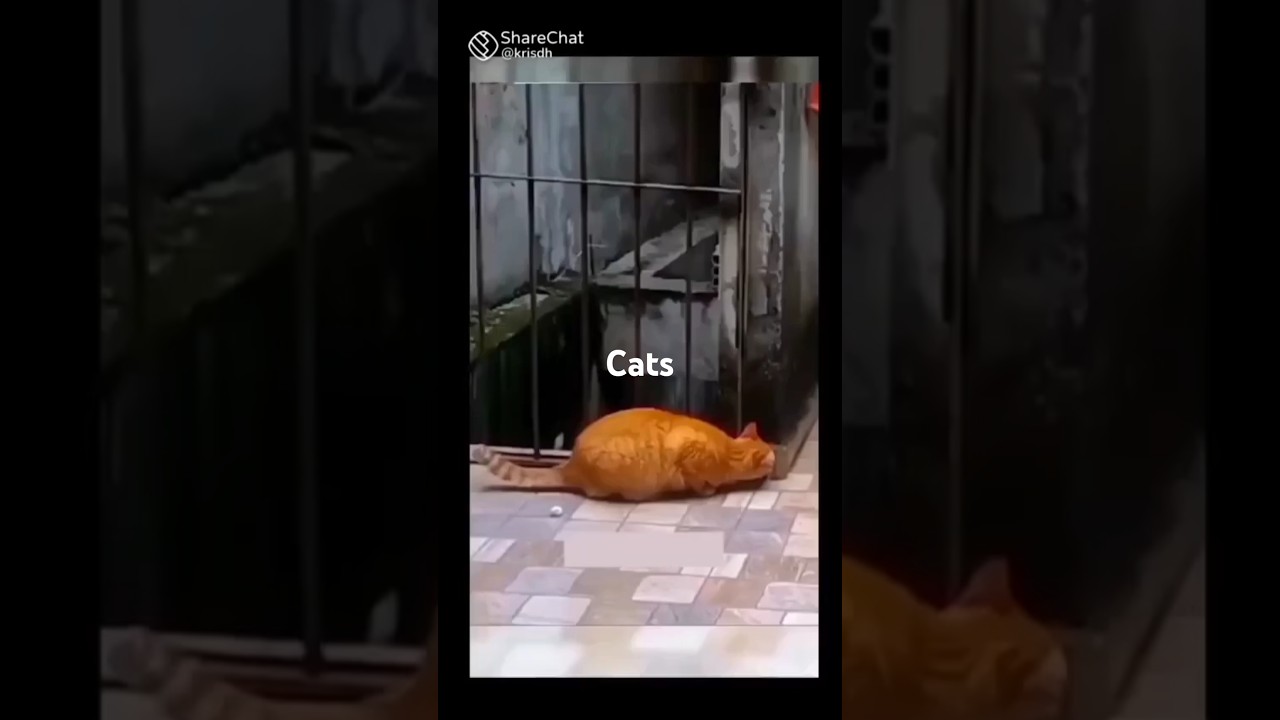 Cutty cats - YouTube