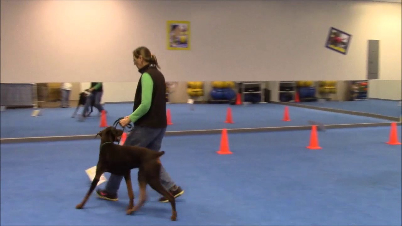 AKC Rally Practice for Doberman Barney - YouTube