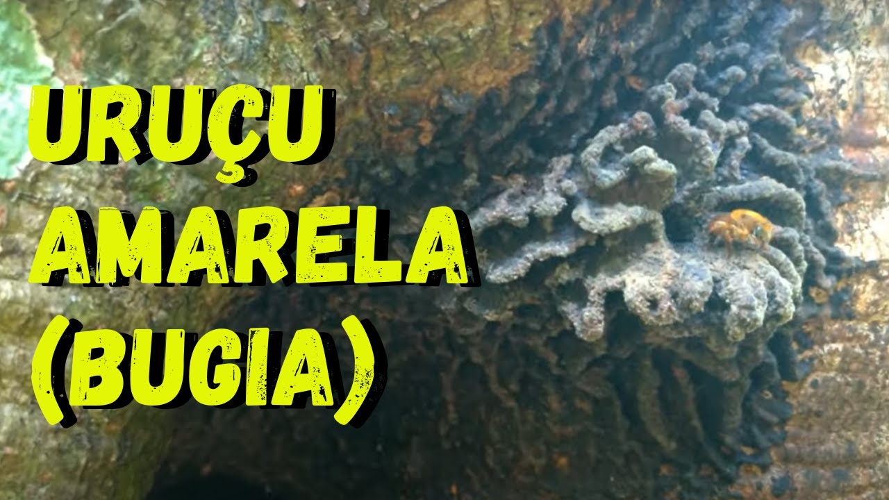 Uruçu amarela (Bugia) enxame natural - Abelhas sem ferrão. Stingless ...