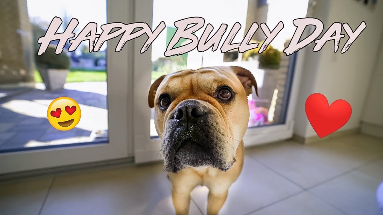 Happy Bully Day | Continental Bulldog | Little Anton - YouTube