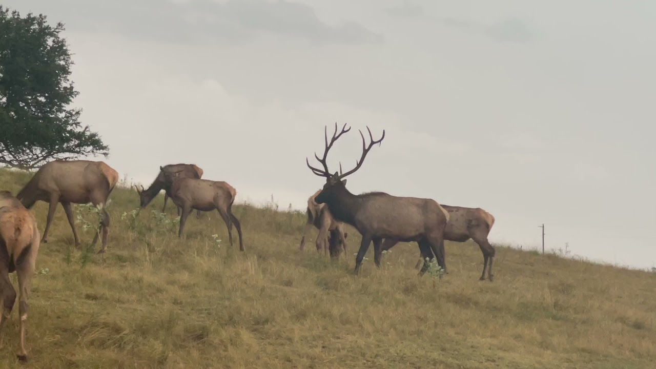 The Elk Ranch Jack County, Texas - YouTube