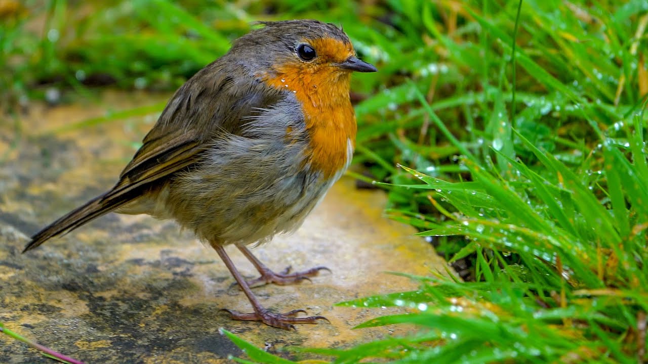 Adorable Robin Visits the Garden | Close-Up Footage of a Friendly Robin ...