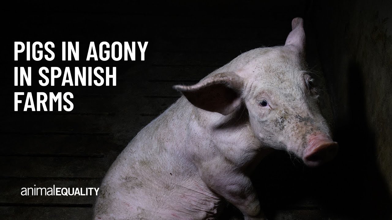 Pigs in Agony on Spanish Farms | New Cases of Animal Abuse in Aragon ...