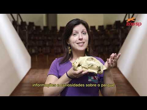 Papo Animal - Reconecta no Zoo SP - YouTube