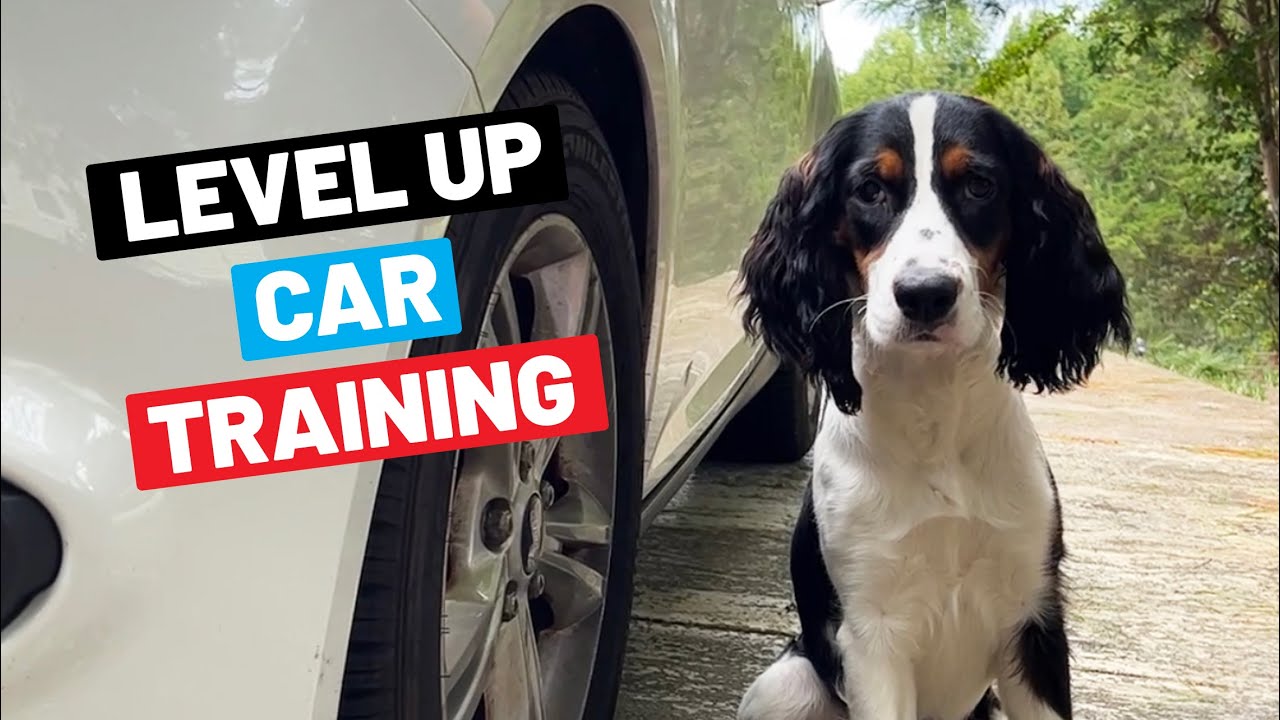 Leveling Up Your Dog’s Car Ride Training (Take Them HERE!) - YouTube