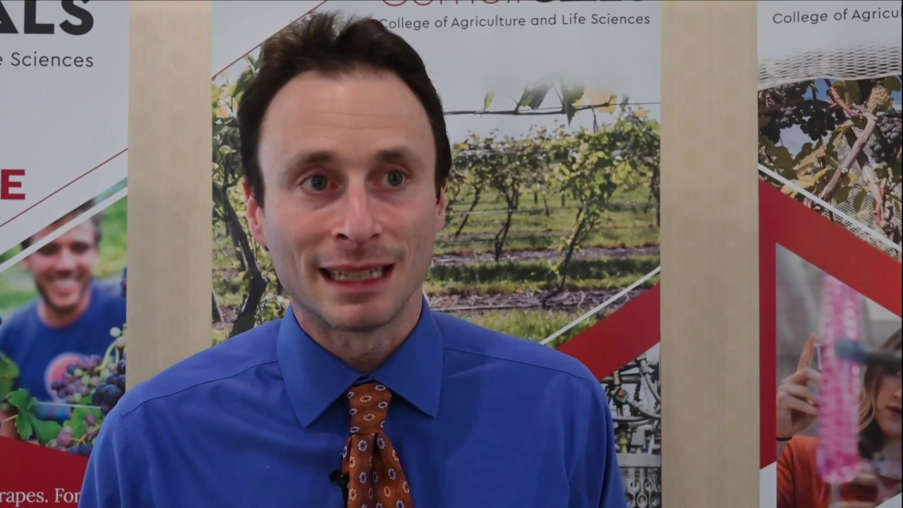 Cornell Researcher Helps NY Winemakers Navigate Canned Wine ...