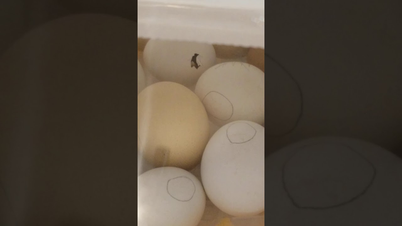 Baby Chicks starting to break through their shells - YouTube