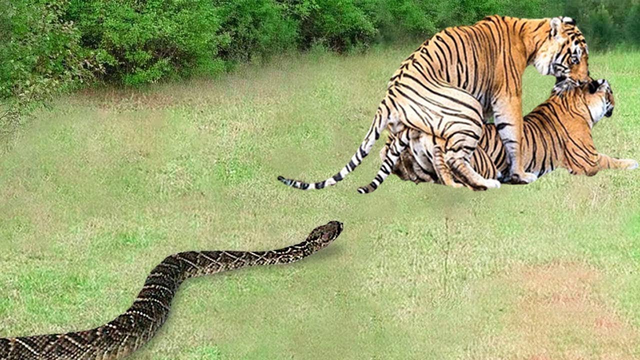 Python's Excellent Hunting Skills Were Defeated By The Tigers' Merciless Attack! - YouTube