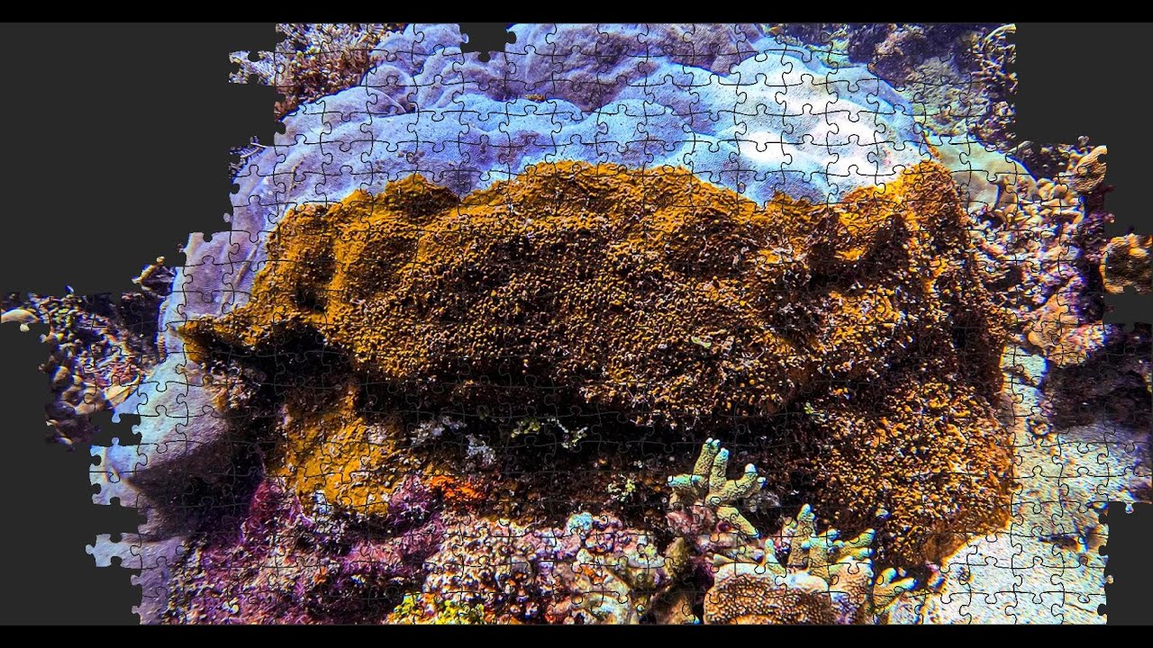 Sponge Puzzle Time Lapse 500pcs - YouTube
