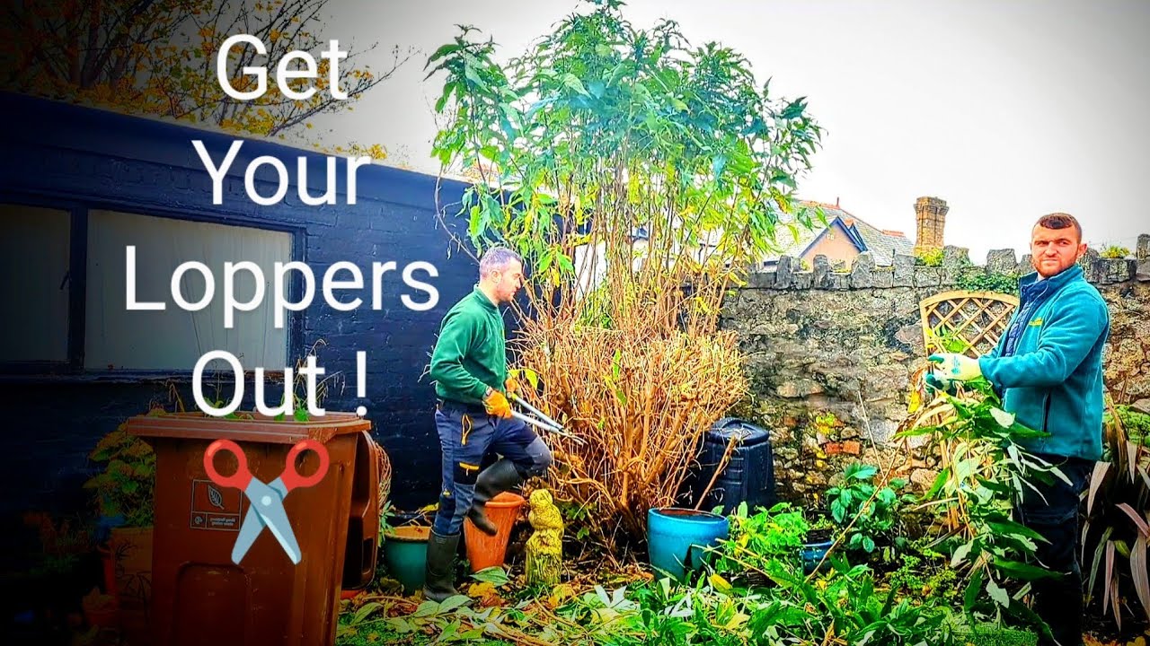 Buddleia needed a major cut back - YouTube