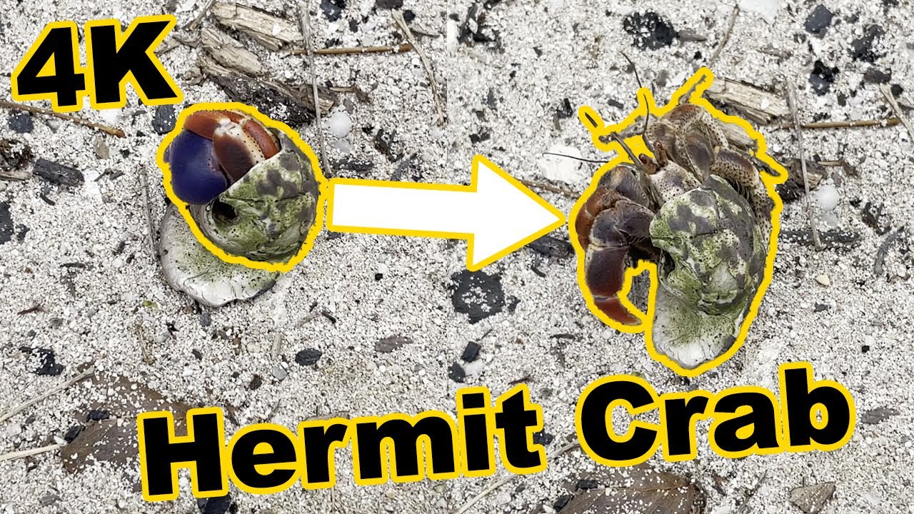 Hermit crab, coming out of its shell, and walk away - YouTube