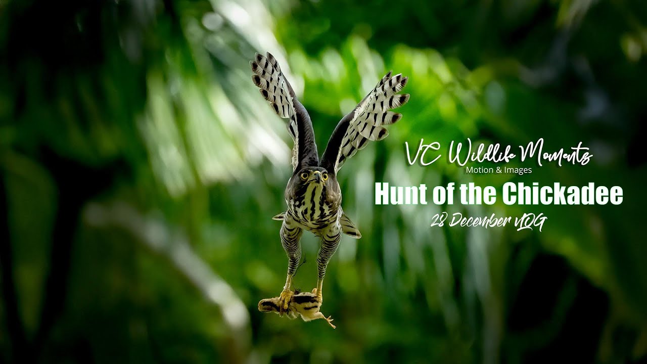 Crested Goshawk Hunting Chickadee - YouTube