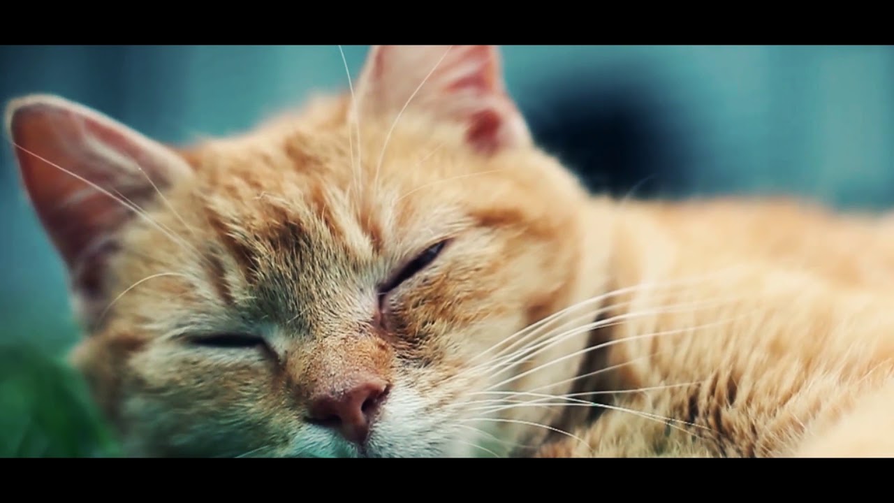 Cats feat. Mask Off - Future - YouTube