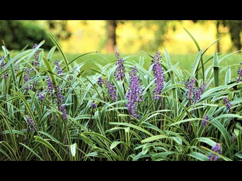 How To Plant Liriope Seeds In Ground