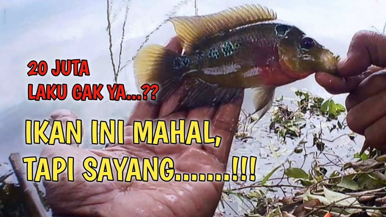 IKAN MAHAL ‼️ Mancing ikan lohan di waduk karang kates - YouTube