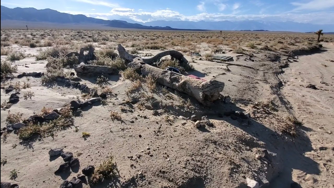 U2's Joshua Tree-Major Flood Damage at the Fan Maintained Actual Tree ...