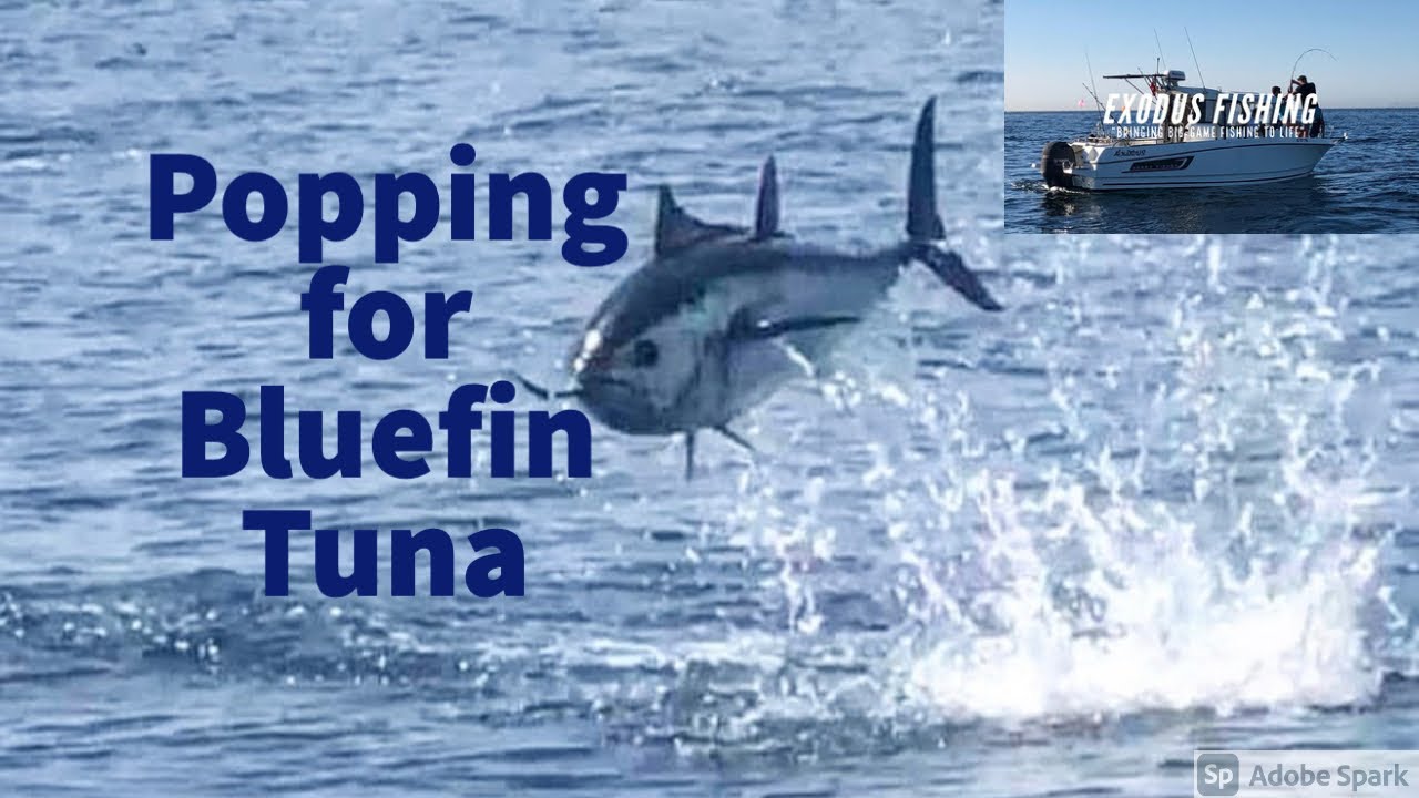 Bluefin Tuna Popping - What lure we use + fighting a giant! (Popping ...