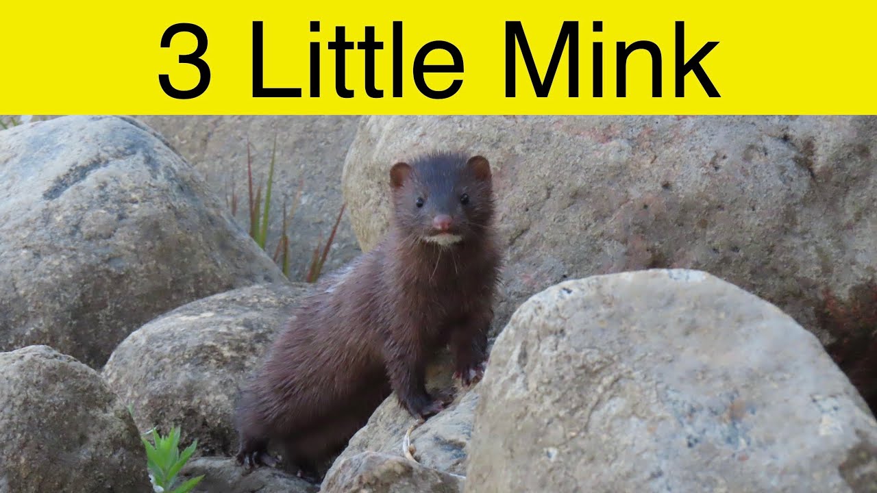 Watch 3 Little Mink Babies Playing on the Rocks - YouTube