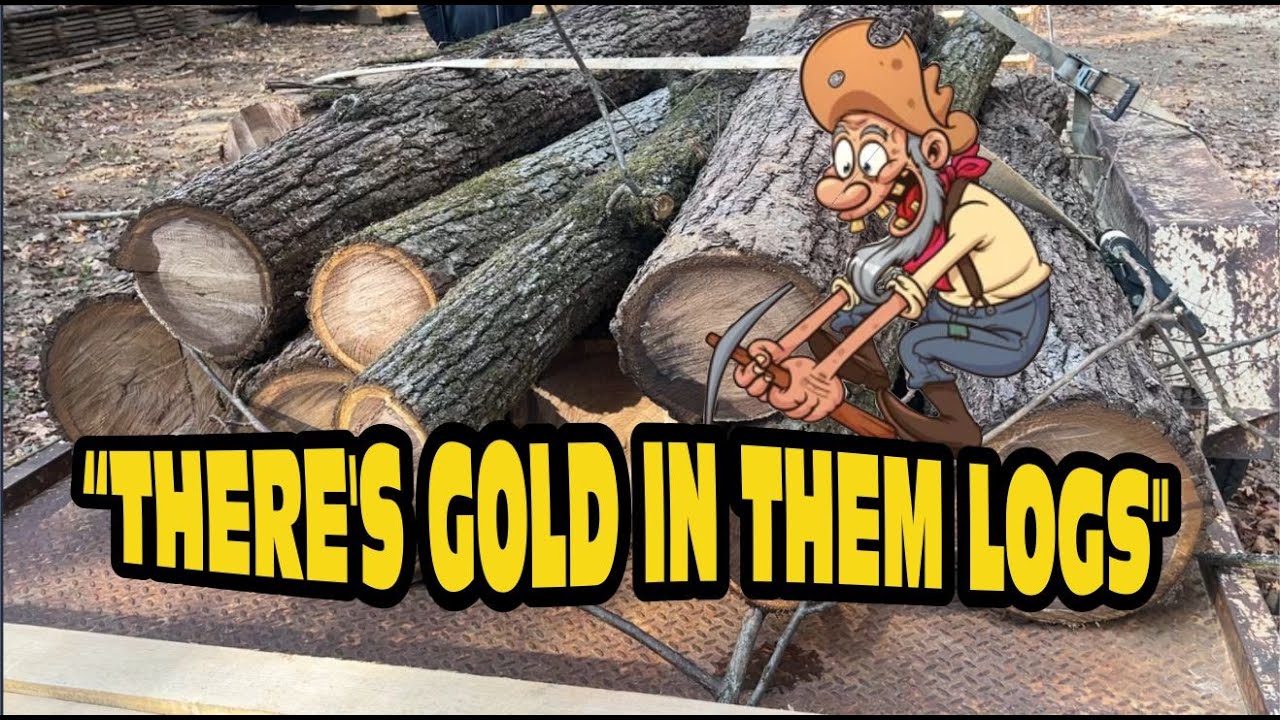 Most Valuable Tree in America?? Watch What's Inside! - YouTube