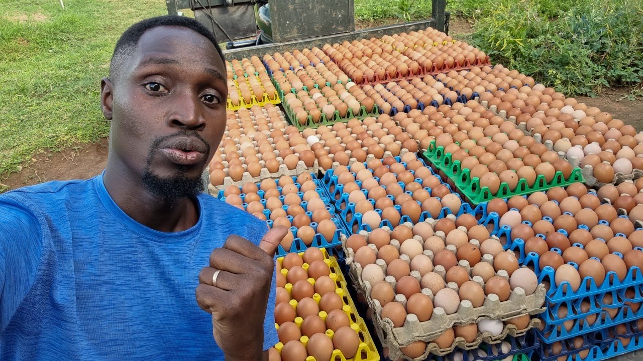 How I Produce 21.3 Million Eggs Every Year - YouTube