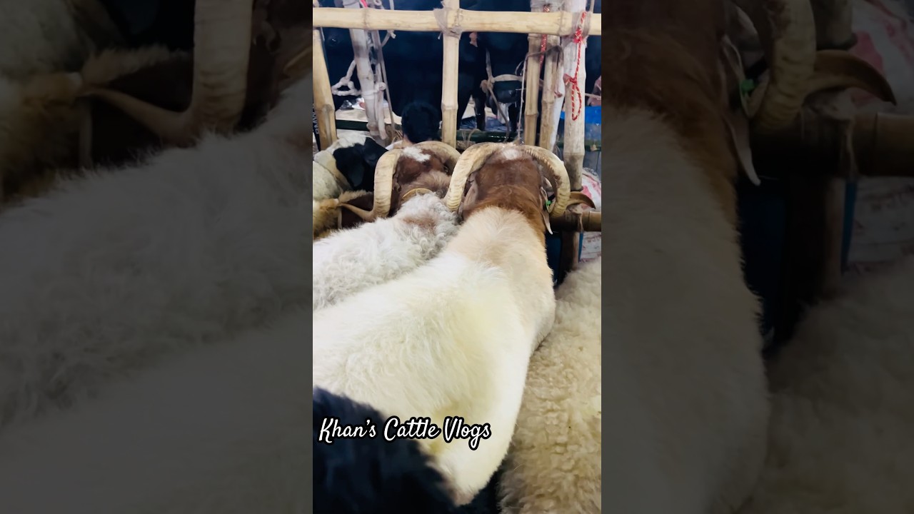 Huge Dumba Goats of Gabtoli Gorur Haat - YouTube