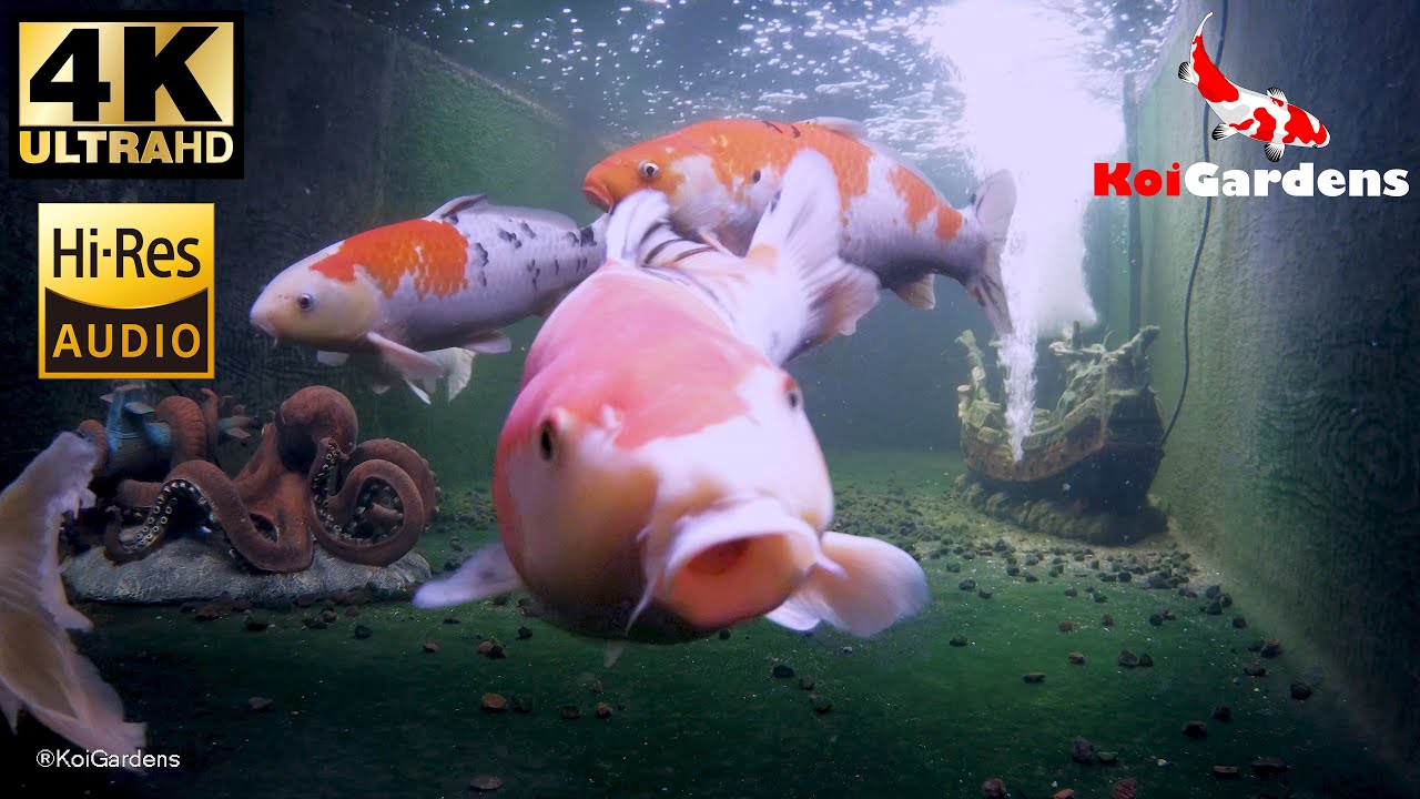 【4K】 Koi Gardens - Japanese Koi - Chuby Koi - Koi Pond - Fish Pond ...