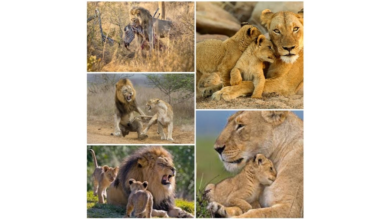 lioness loving cubs lion attack lioness disturbing lion hunt zebra ...