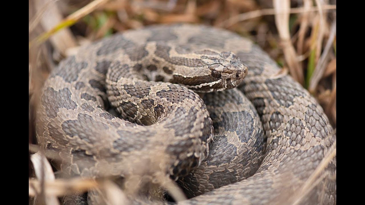 Eastern Massasauga Rattlesnake - YouTube