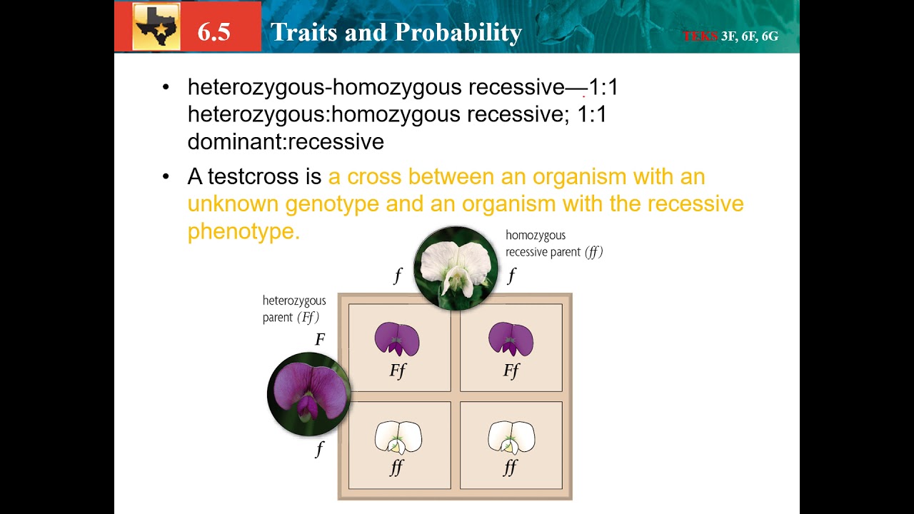 6.5: traits and probability - YouTube